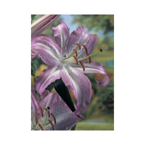 Bulb crin oriental 90 cm, lila, 3 buc - eMAG.ro