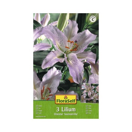 Bulb crin oriental 90 cm, lila, 3 buc - eMAG.ro