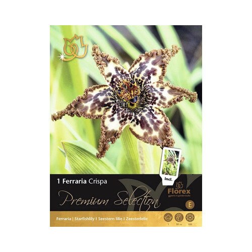 Bulb Premium Selection Ferraria Crisp, 1 buc - eMAG.ro