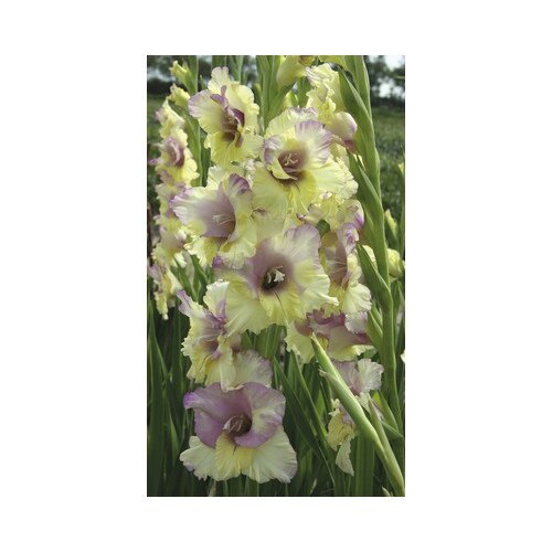 Bulbi gladiola, Mon Amour 100 cm, roz, 10 buc - eMAG.ro