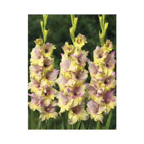 Bulbi gladiola, Mon Amour 100 cm, roz, 10 buc - eMAG.ro
