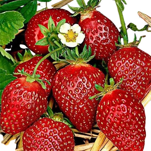 Rasaduri de capsuni giant - eMAG.ro