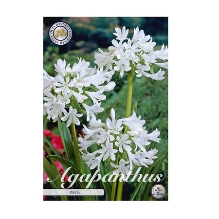 Bulb Agapanthus Alb, Crin African, 1 bucata - eMAG.ro