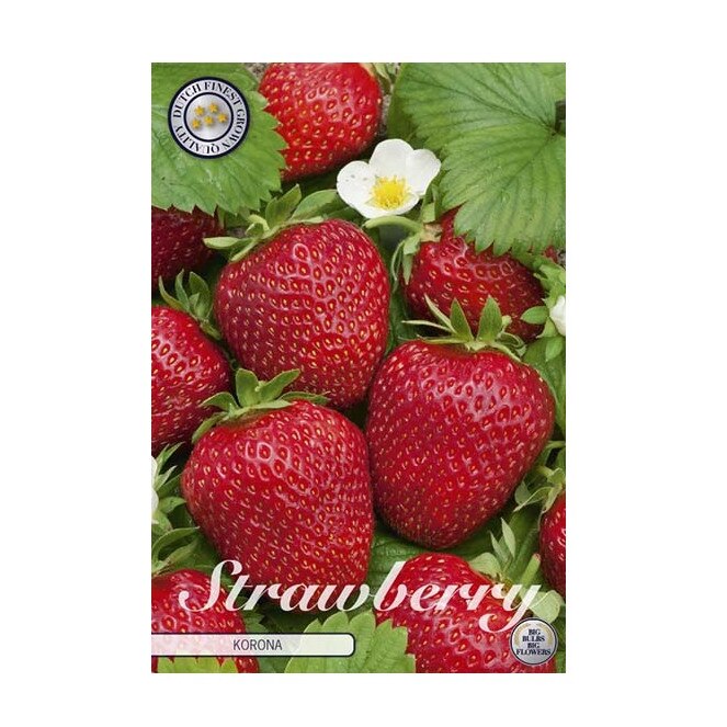 Stoloni Capsuni Korona, 3 bucati - eMAG.ro