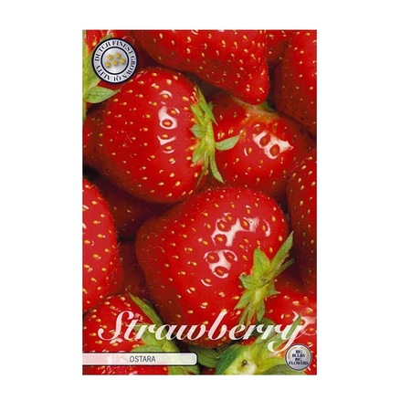 Stoloni Capsuni Ostara, 5 bucati - eMAG.ro