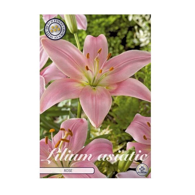 Bulbi Crin Asiatic Roz, 2 bucati - eMAG.ro