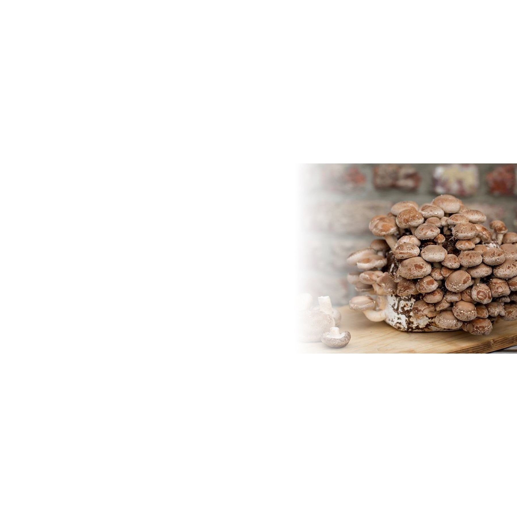 Ganoderma & Shiitake gomba kapszula 60 db - eMAG.hu