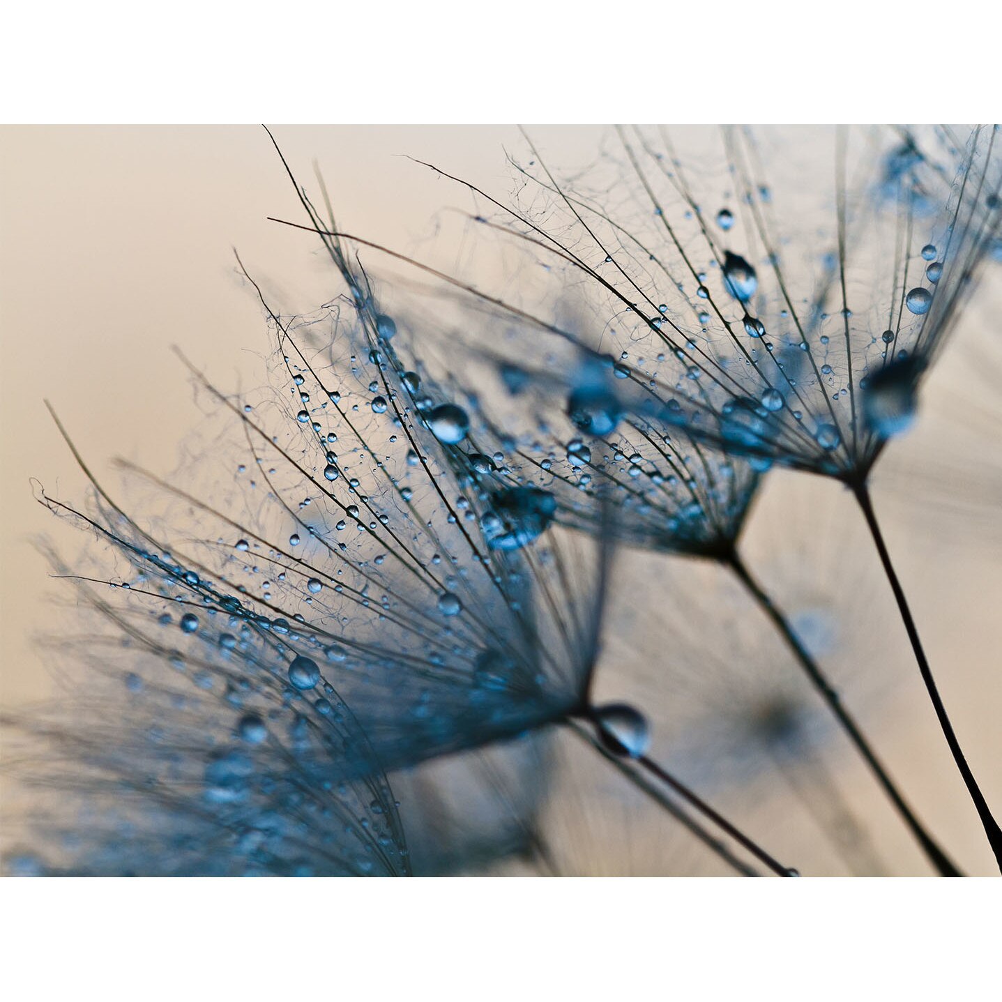 Panou decorativ sticla bucatarie, contrablat, antistropire, octopus ...