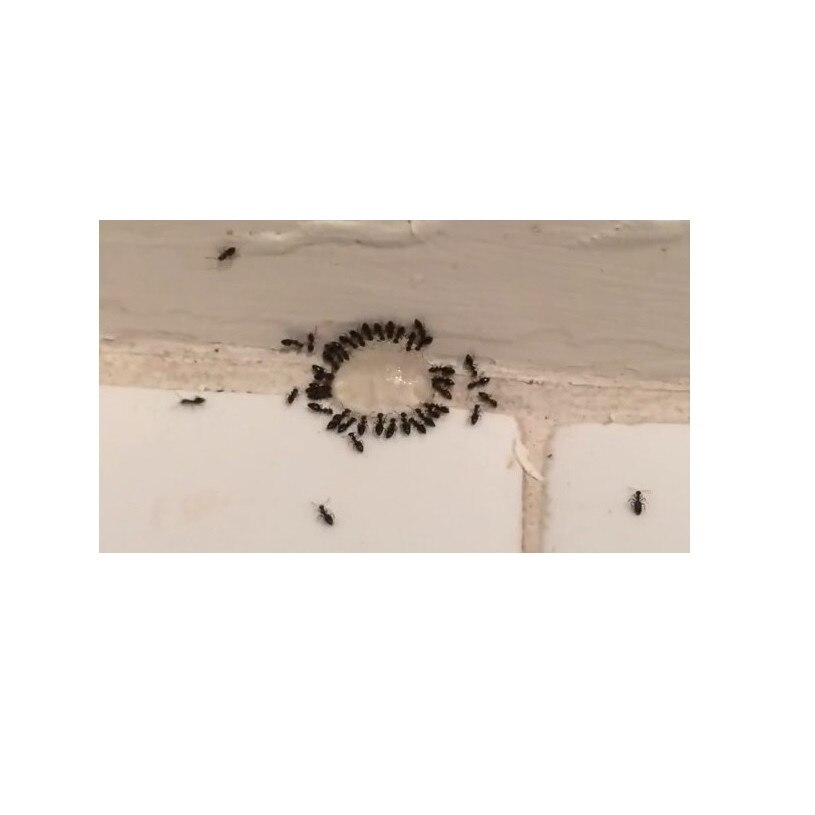 Set 2 produse insecticide, Max Force IC gel 20 grame pentru combaterea ...