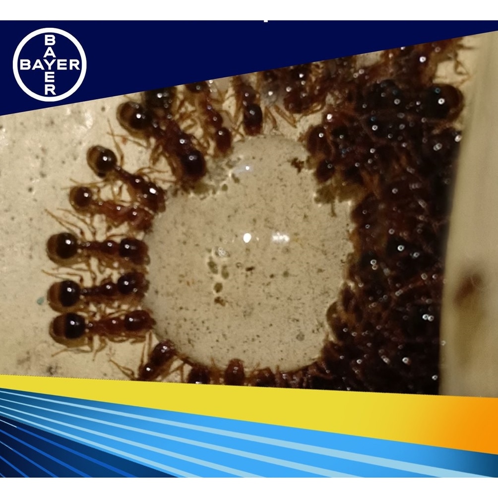 Set 2 produse insecticide, Max Force IC gel 20 grame pentru combaterea ...