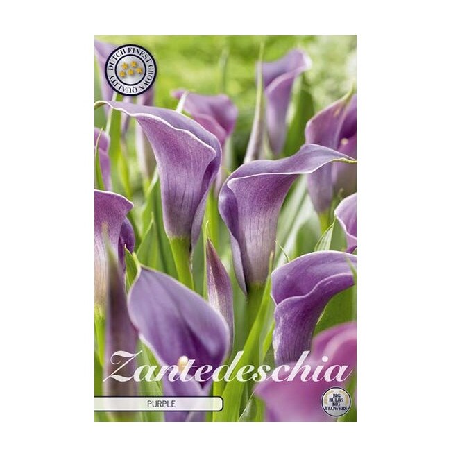 Bulb Cala Purple – Zantedeschia Purple, 1 bucata - eMAG.ro