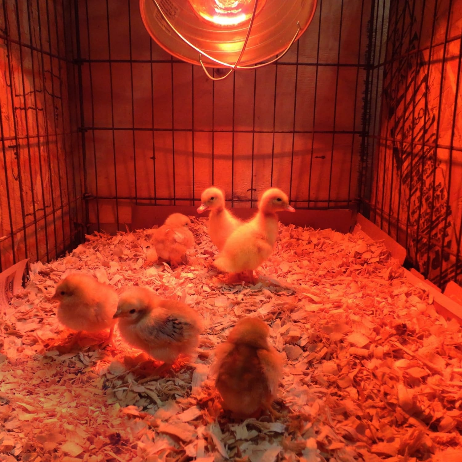 Bec infrarosu pentru pui Technik, 250W, R125 E27, rosu - eMAG.ro