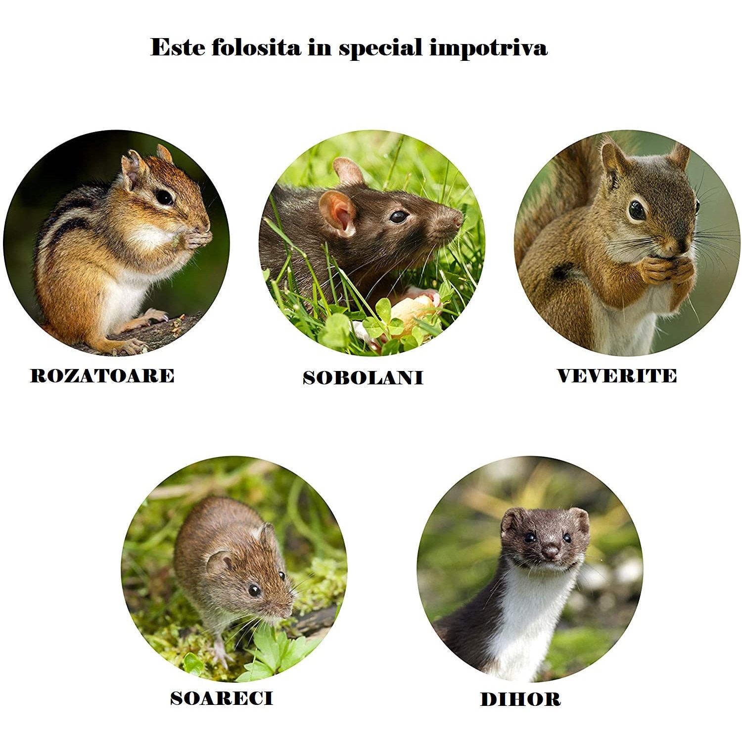 Capcana metalica pentru sobolani, dihori, veverite Buha©, captura vie ...