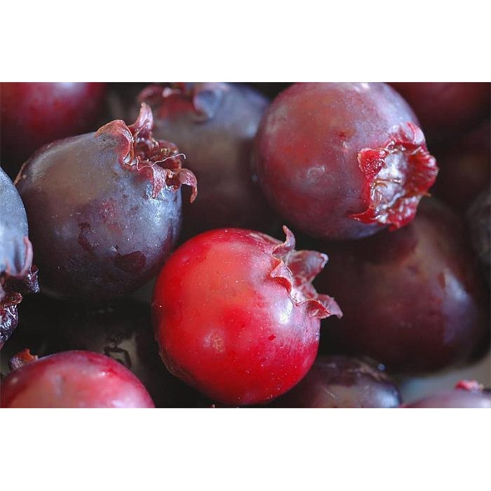 Gard Viu Comestibil, plante arbusti merisor de miere, 30-40 cm - eMAG.ro