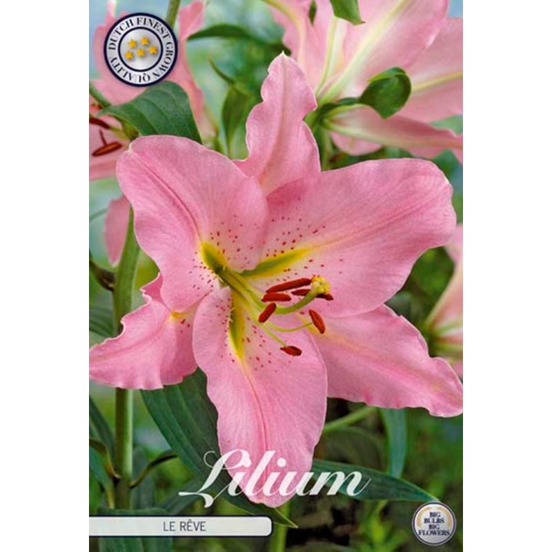 Bulbi Crini La Reve, Roz, 2buc, 16/18, 145 g - eMAG.ro