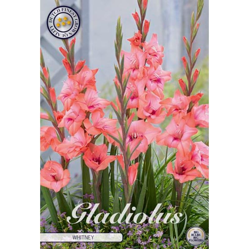 Bulbi Gladiole Whitney, Roz, 10buc, 235g - eMAG.ro