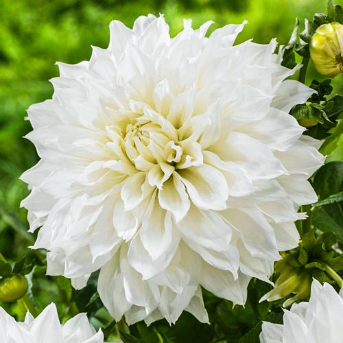 Pachet 10 bulbi dalia - eMAG.ro