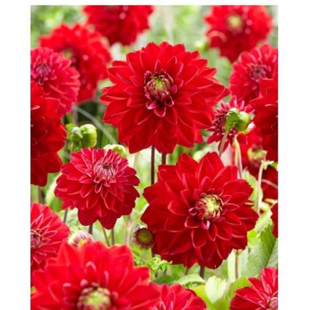 Bulb Dalie All Directions, 1 bucata - eMAG.ro