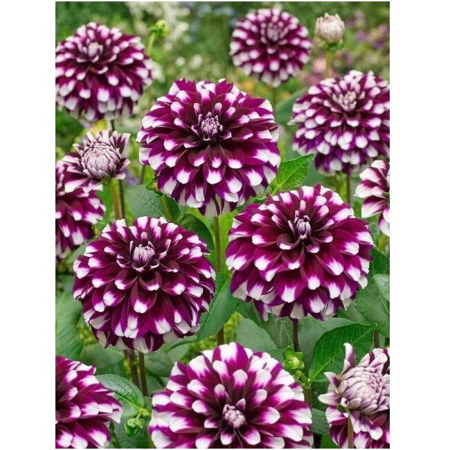 Bulb Dalie Ariko, 1 bucata - eMAG.ro