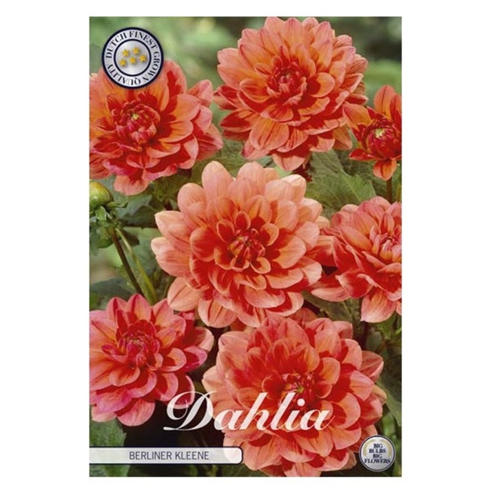Bulb Dalie Berliner Kleene, 1 bucata - eMAG.ro