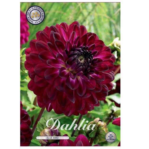 Bulb Dalie Blue Bird, 1 bucata - eMAG.ro