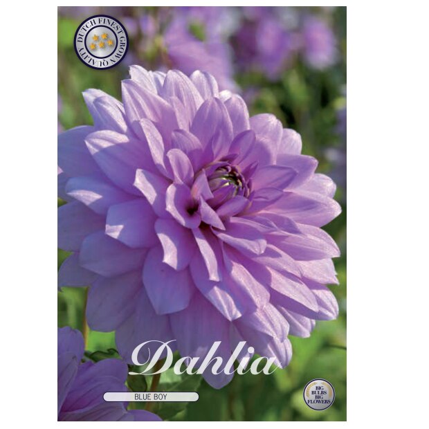 Bulb Dalie Blue Boy, 1 bucata - eMAG.ro