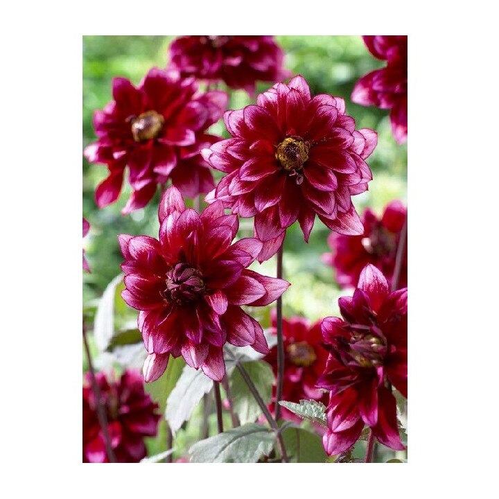 Bulb Dalie Darkarin, 1 bucata - eMAG.ro