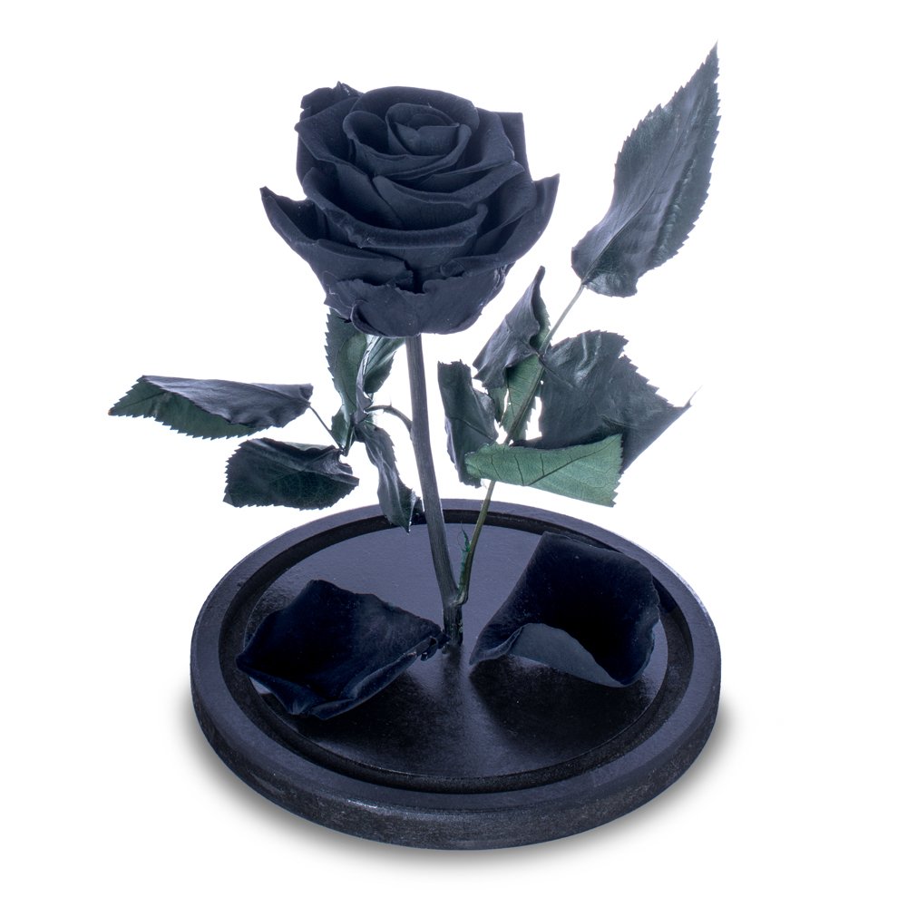 Trandafir Criogenat Negru in Cupola de Sticla, Rezista pana la 25 ani ...