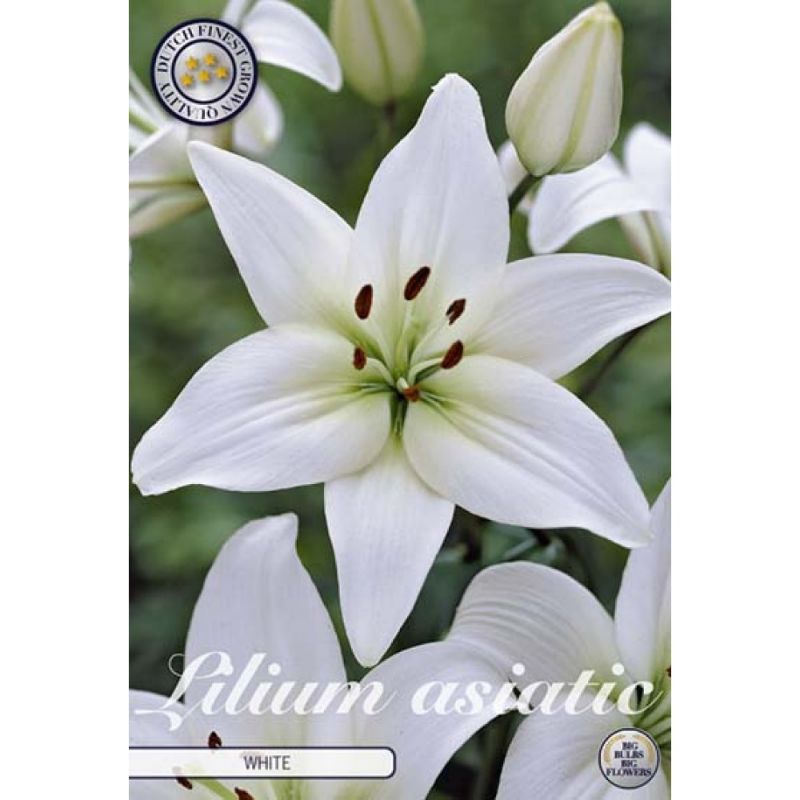 Bulbi Crini Asiatic White, Alb, 2buc, 150g - eMAG.ro