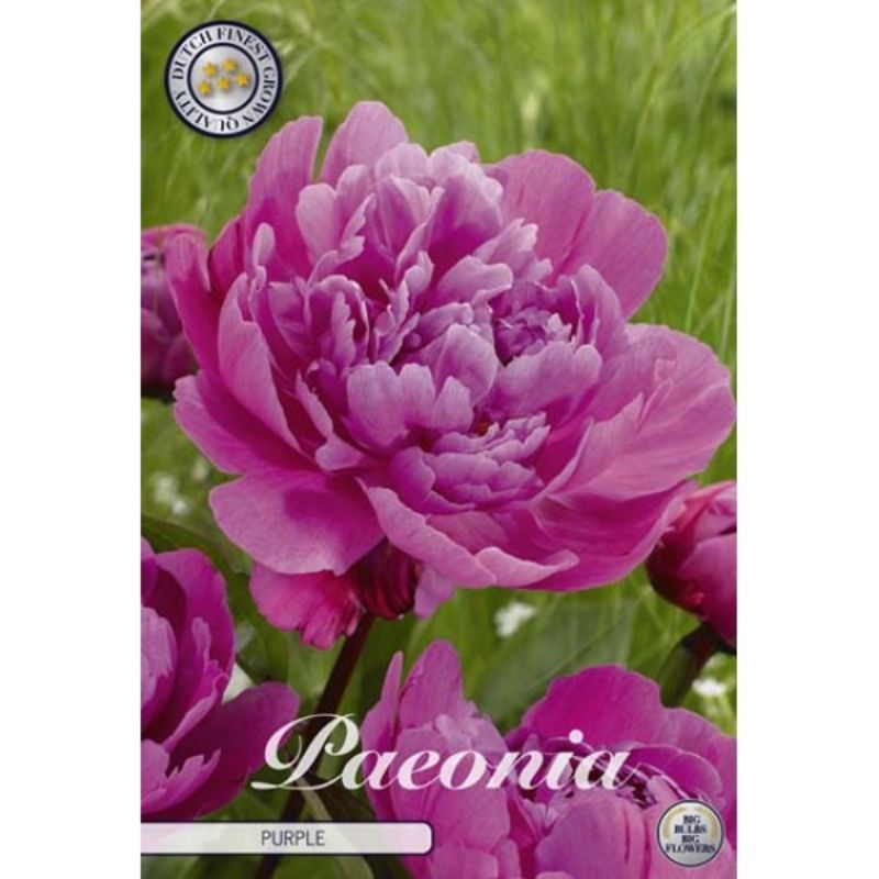Radacini Bujor, Violet, 150g - eMAG.ro
