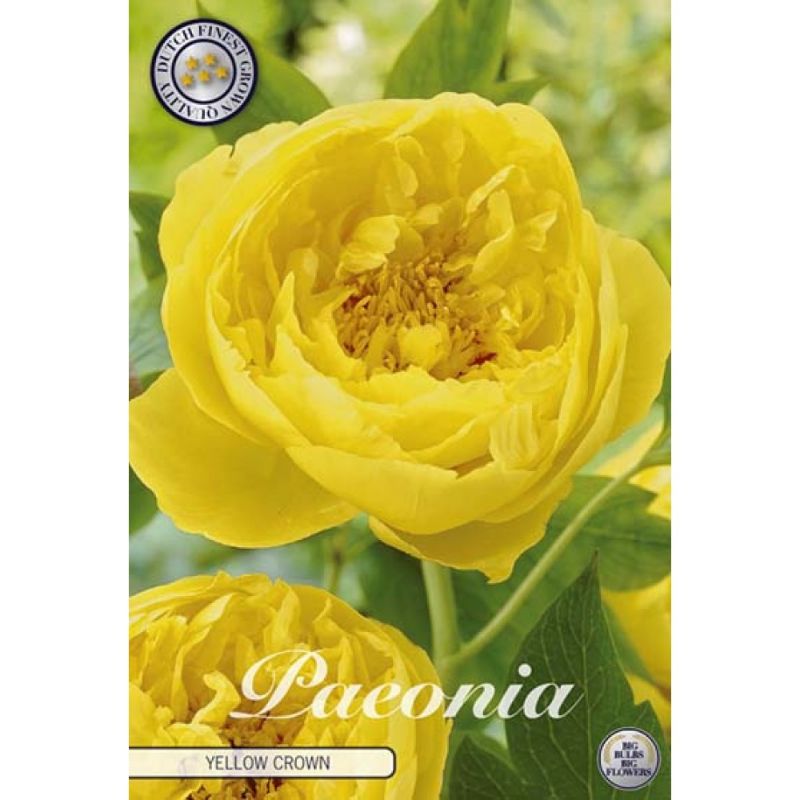 Radacini Bujor Yellow Crown, Galben, 150g - eMAG.ro