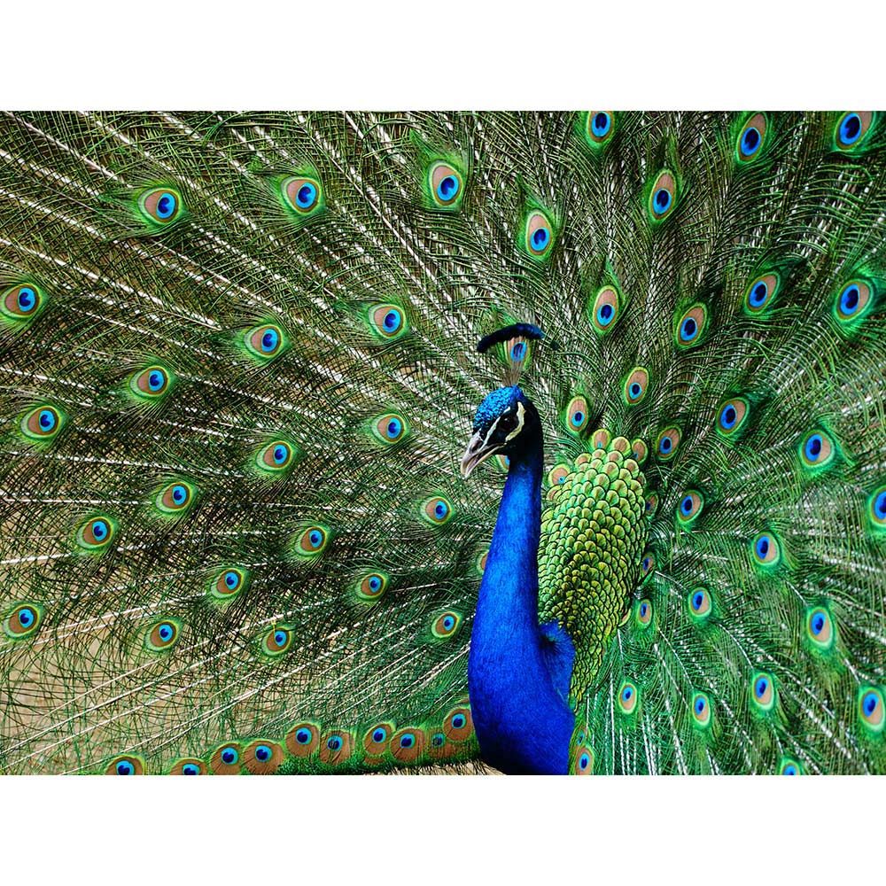 Pictura pe panza, Paun cu aripi deschise, 165x120 cm, Multicolor - eMAG.ro