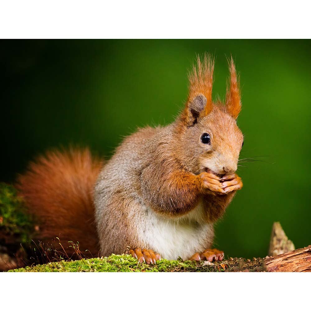 Pictura pe panza, Veverita pe creanga, 165x120 cm, Multicolor - eMAG.ro