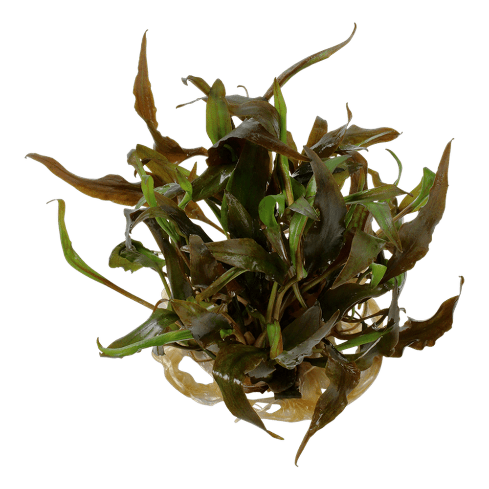 Естествено аквариумно растение Tropica Cryptocoryne undulatus Red - eMAG.bg