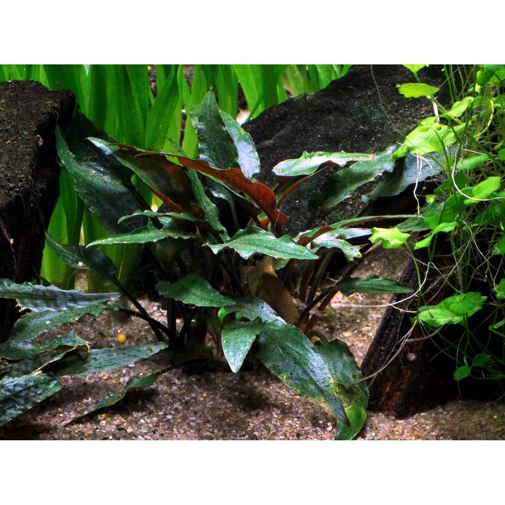Planta naturala de acvariu, Cryptocoryne beckettii 'Petchii', blister ...
