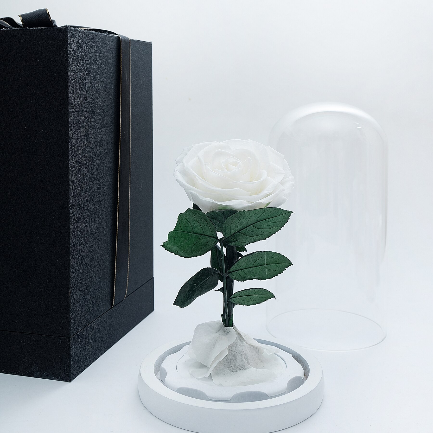 Trandafir Criogenat, Alb, Pe pat de petale, In cupola mica de sticla ...