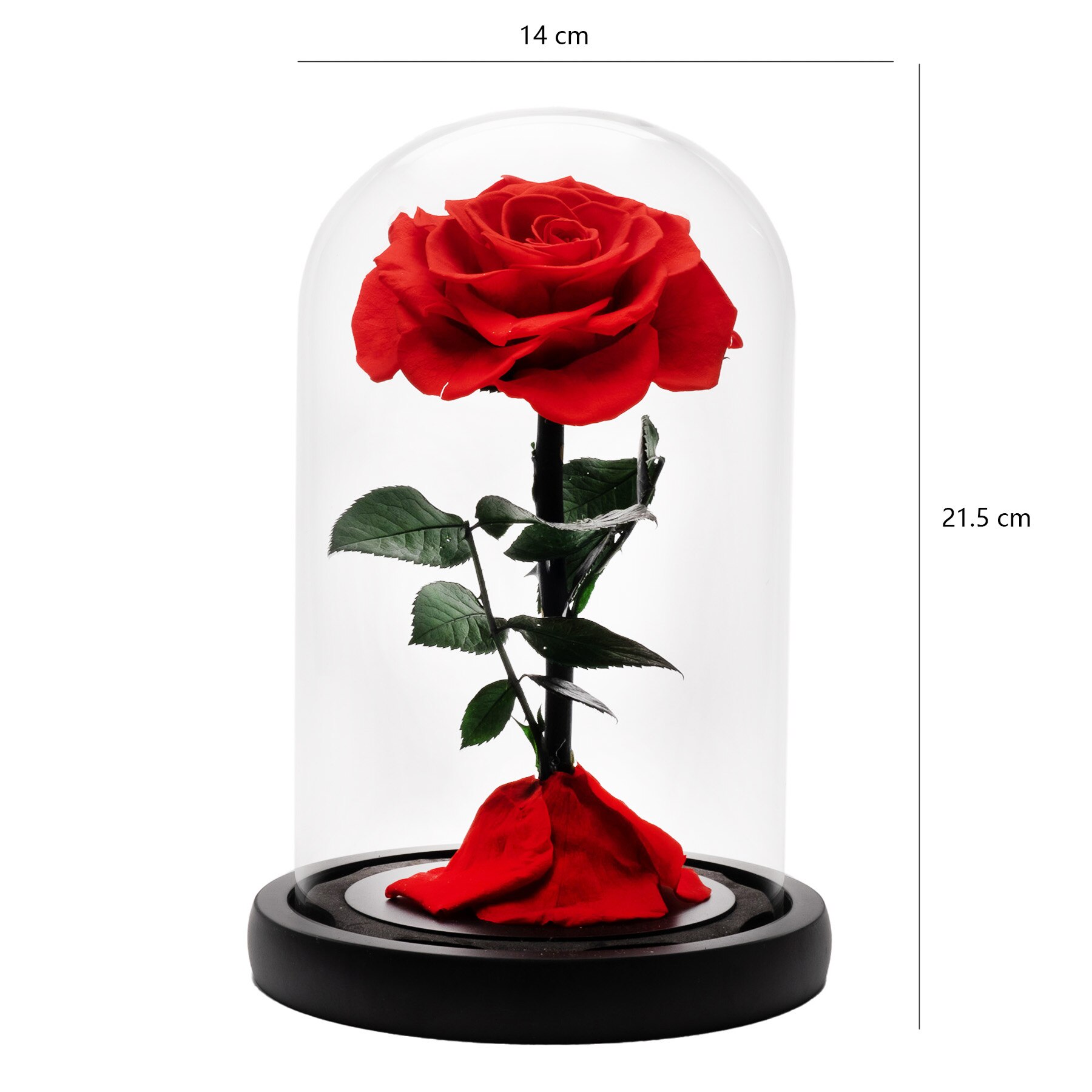 Trandafir criogenat mare, Rosu, Pe pat de petale, In cupola mare de ...