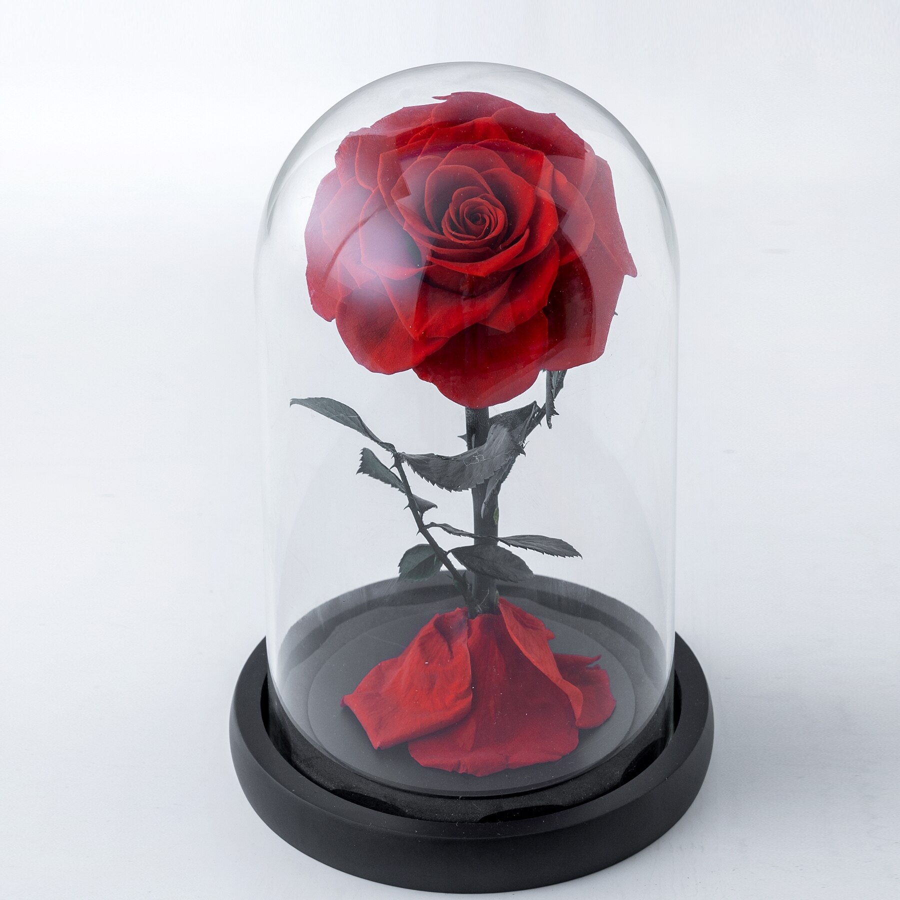 Trandafir criogenat mare, Rosu, Pe pat de petale, In cupola mare de ...