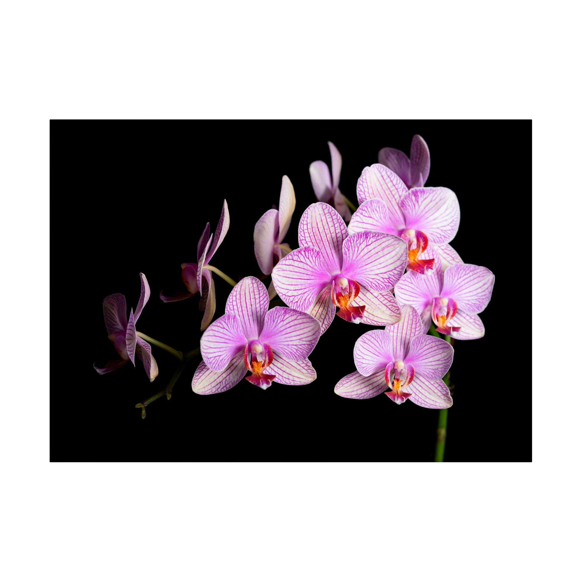 Tablou Canvas Premium, Florile in Lumina, Natura, Rama Lemn Masiv, 100 ...