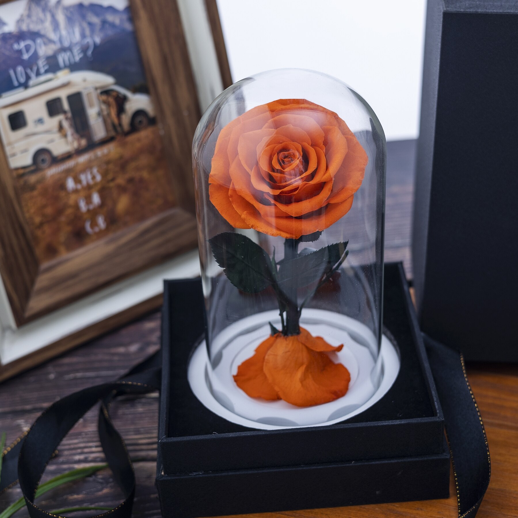 Trandafir Criogenat, Portocaliu, Pe pat de petale, In cupola mica de ...