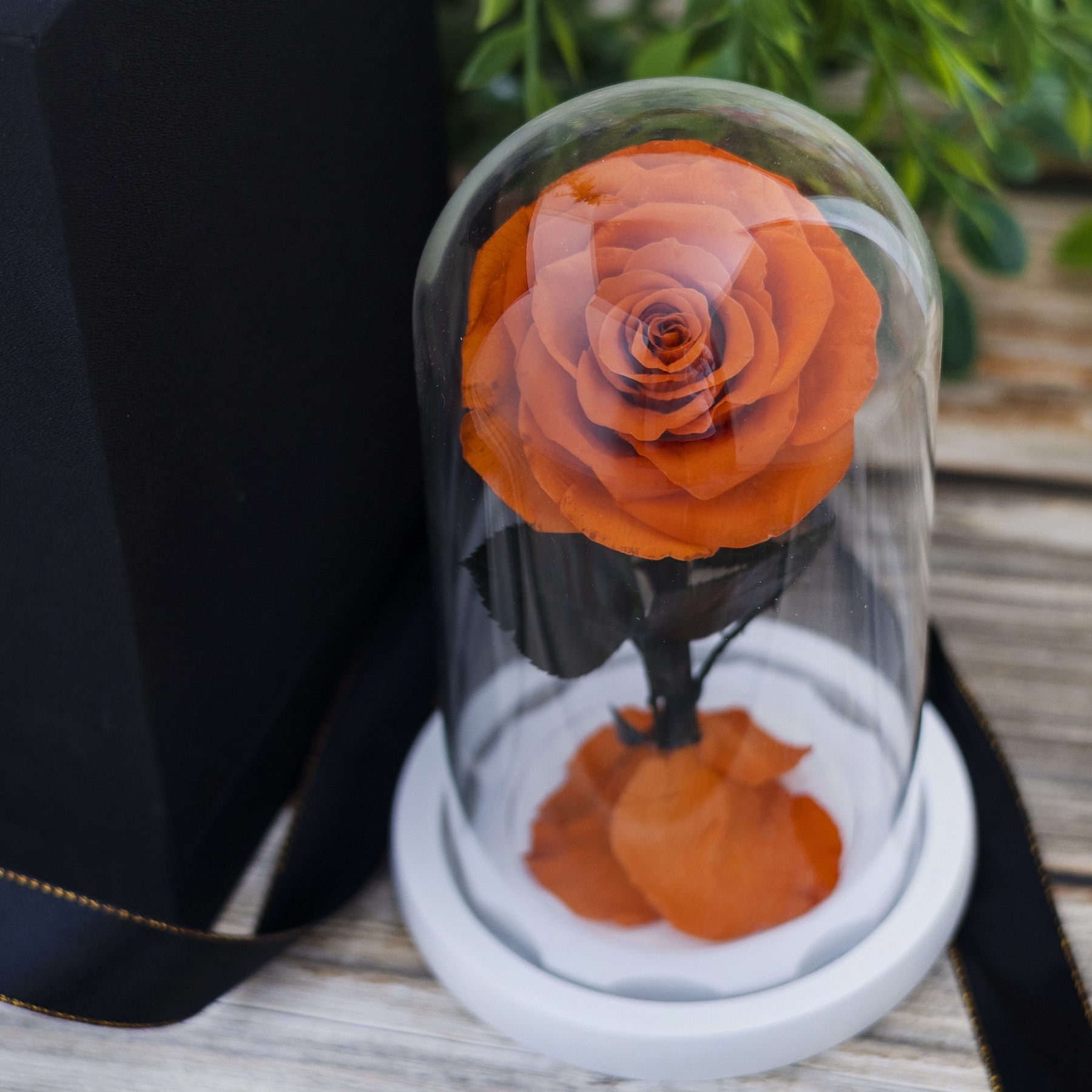 Trandafir Criogenat, Portocaliu, Pe pat de petale, In cupola mica de ...