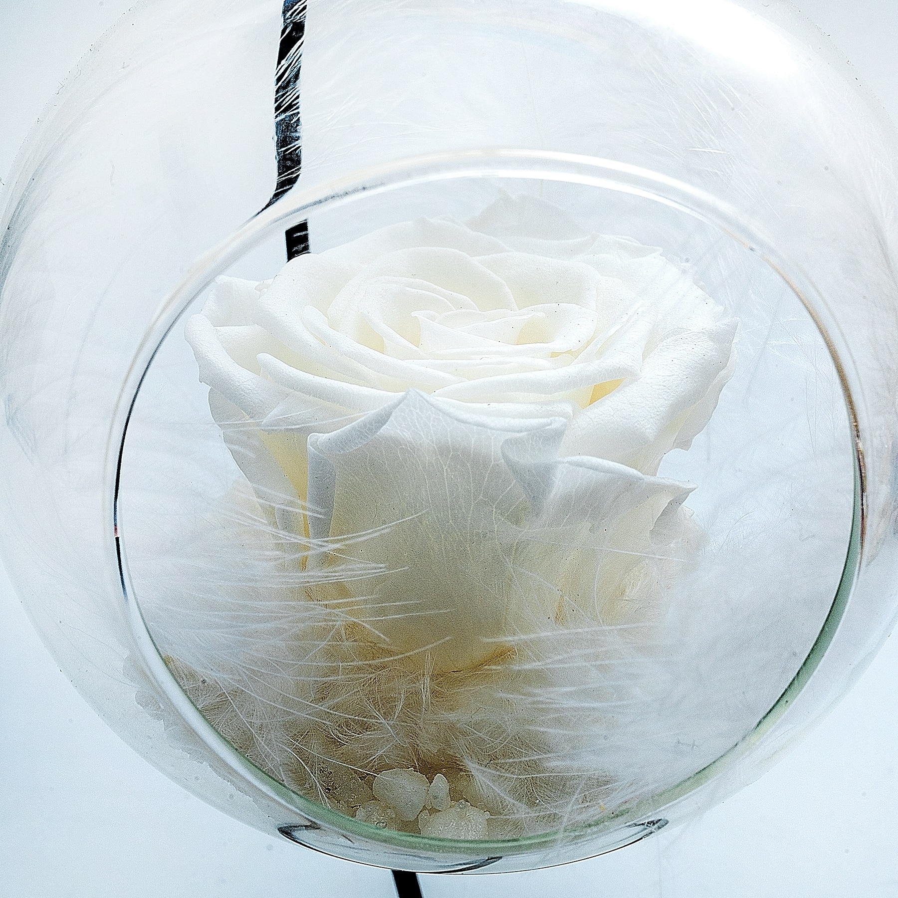 Trandafir Criogenat, Alb, Pe pat de petale, In cupola mica de sticla ...