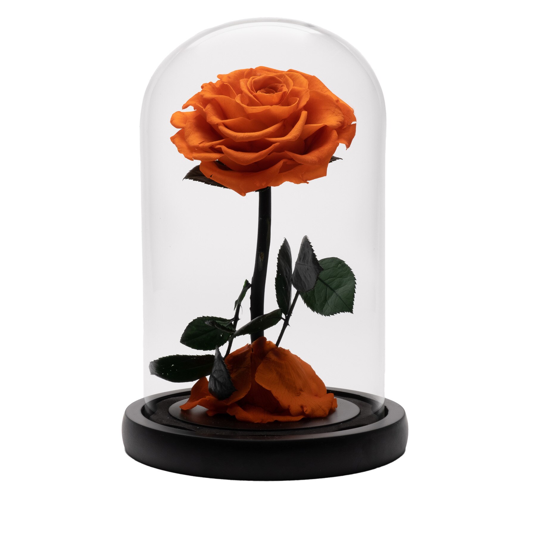 Trandafir criogenat mare, Portocaliu, Pe pat de petale, In cupola mare ...