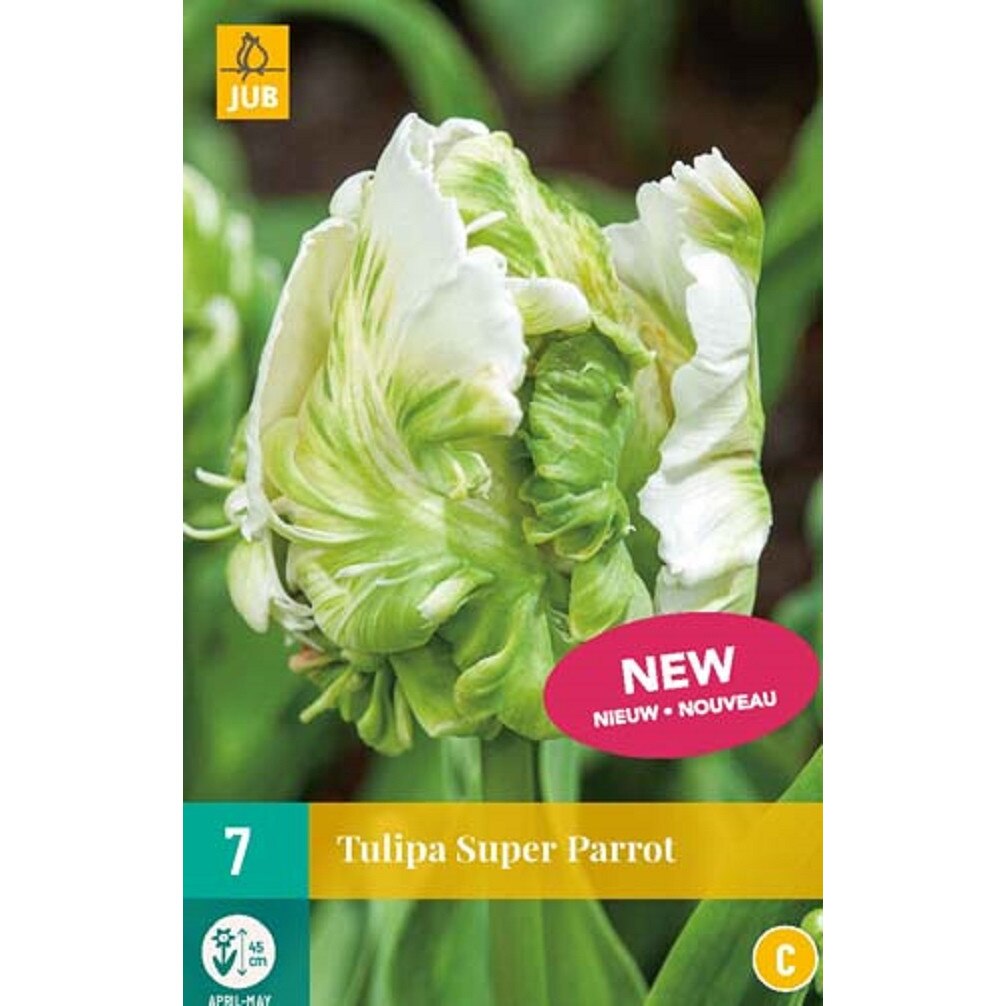 Hollandica, Tulipán Super Parrot, virághagymák, 7 darab - eMAG.hu