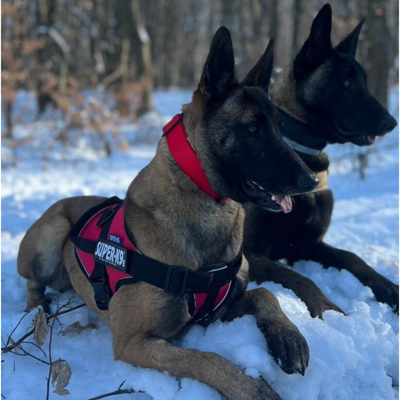 Super-K9, Zgarda de forta, Rosie, L, pentru caini civili si utilitari ...