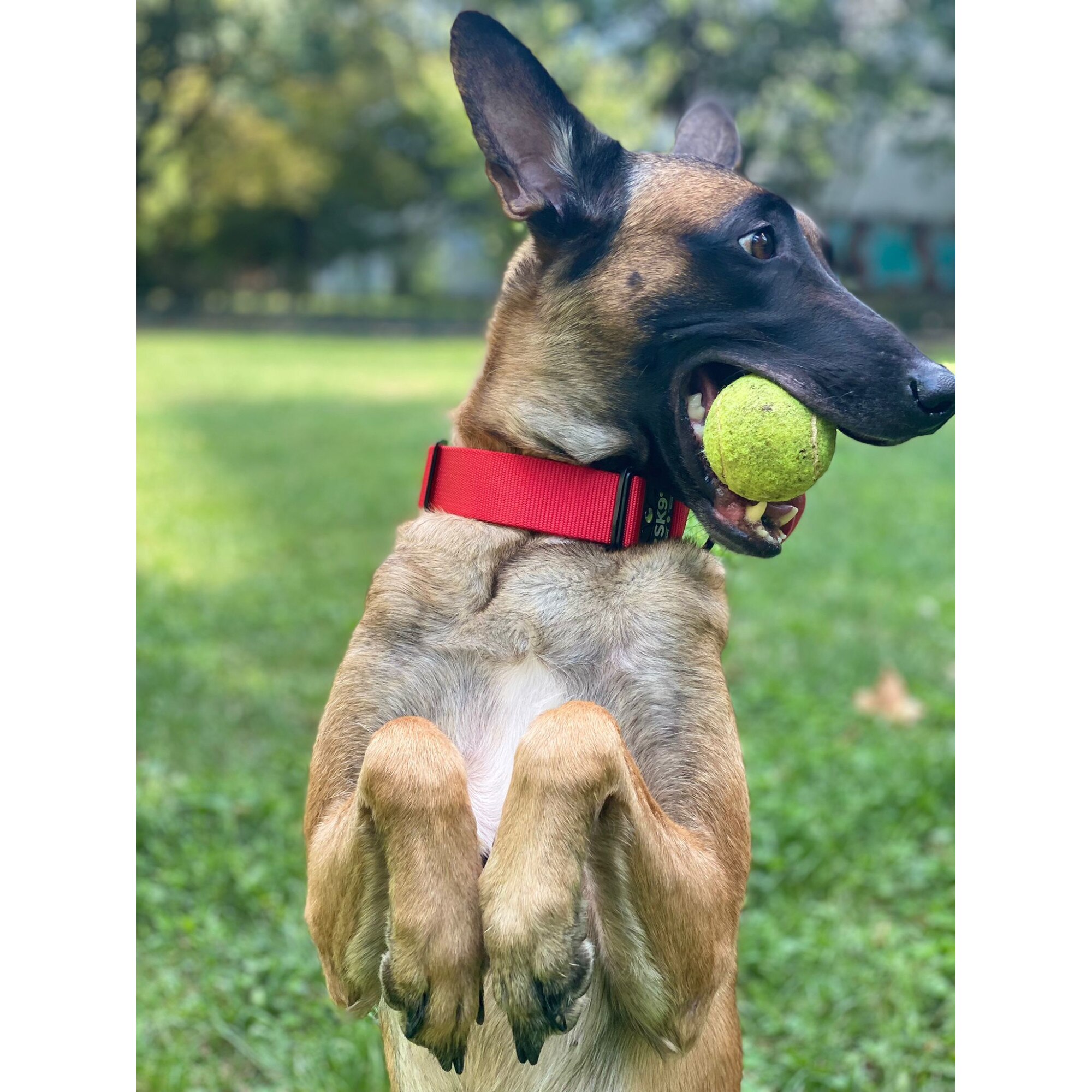 Super-K9, Zgarda de forta, Rosie, L, pentru caini civili si utilitari ...