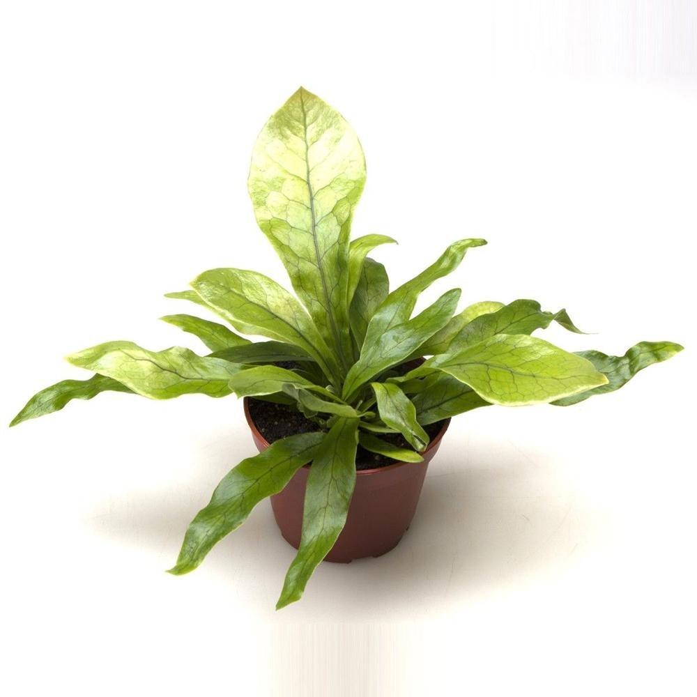 Feriga crocodil - 40 cm, Verdena - eMAG.ro