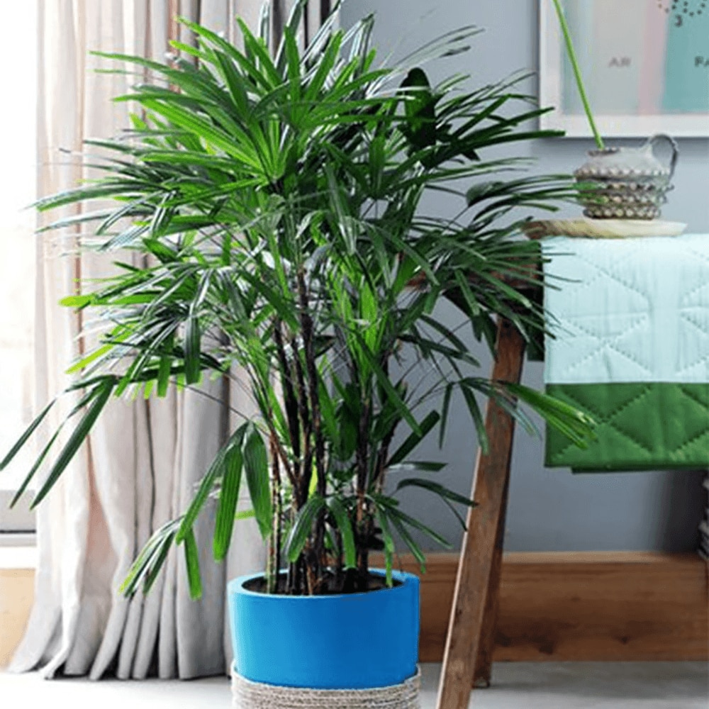 Palmierul doamnei (Rhapsis Excelsa) - 90 cm, Verdena - eMAG.ro