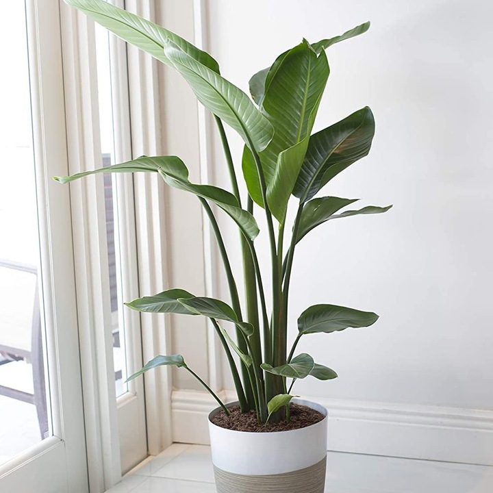 Pasarea alba a paradisului (Strelitzia nicolai) - 170 cm, Verdena - eMAG.ro