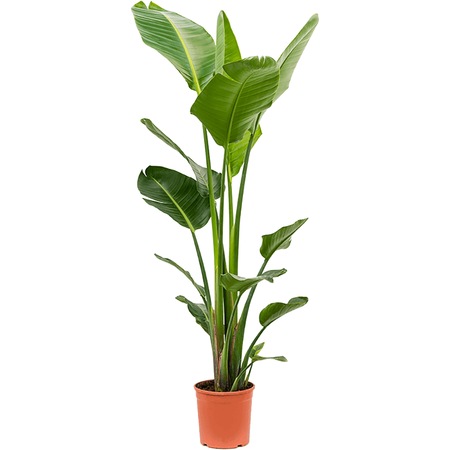 Pasarea alba a paradisului (Strelitzia nicolai) - 170 cm, Verdena - eMAG.ro